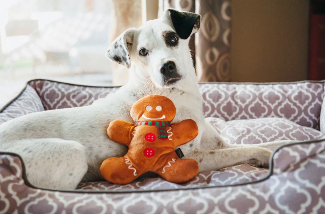 PLAY Gingerbread Man Dog Toy, Pet Supplies, Homes & Other Pet ...