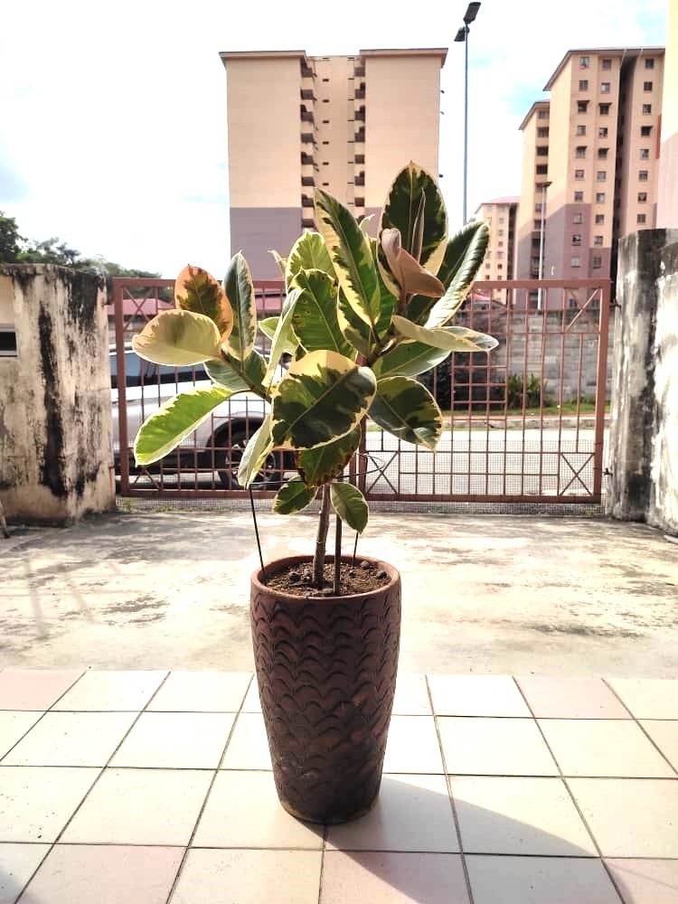 Pokok-pokok untuk dijual (Jualan kemas rumah), Furniture & Home Living ...