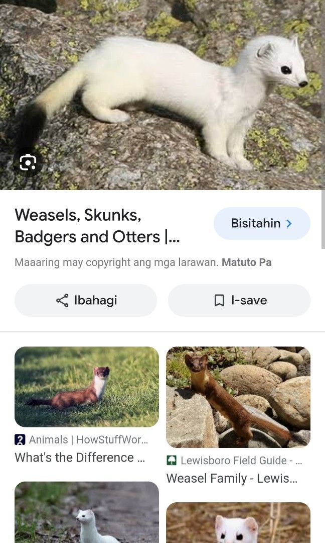 REALISTIC WHITE COLOR STOAT OTTER ANIMAL PLUSH TOY, Hobbies & Toys ...