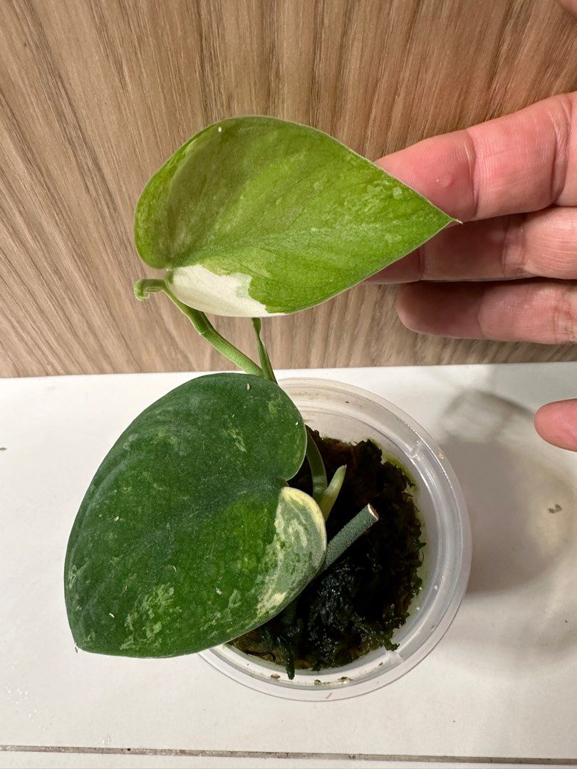 Scindapsus mangurai variegated with new shoot, Furniture & Home Living ...