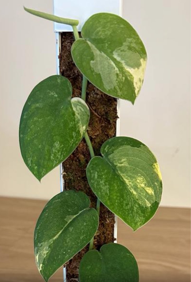 Scindapsus mangurai variegated with new shoot, Furniture & Home Living ...