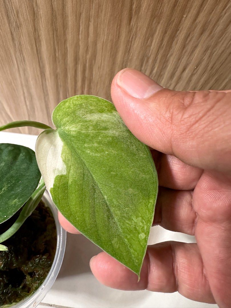 Scindapsus mangurai variegated with new shoot, Furniture & Home Living ...