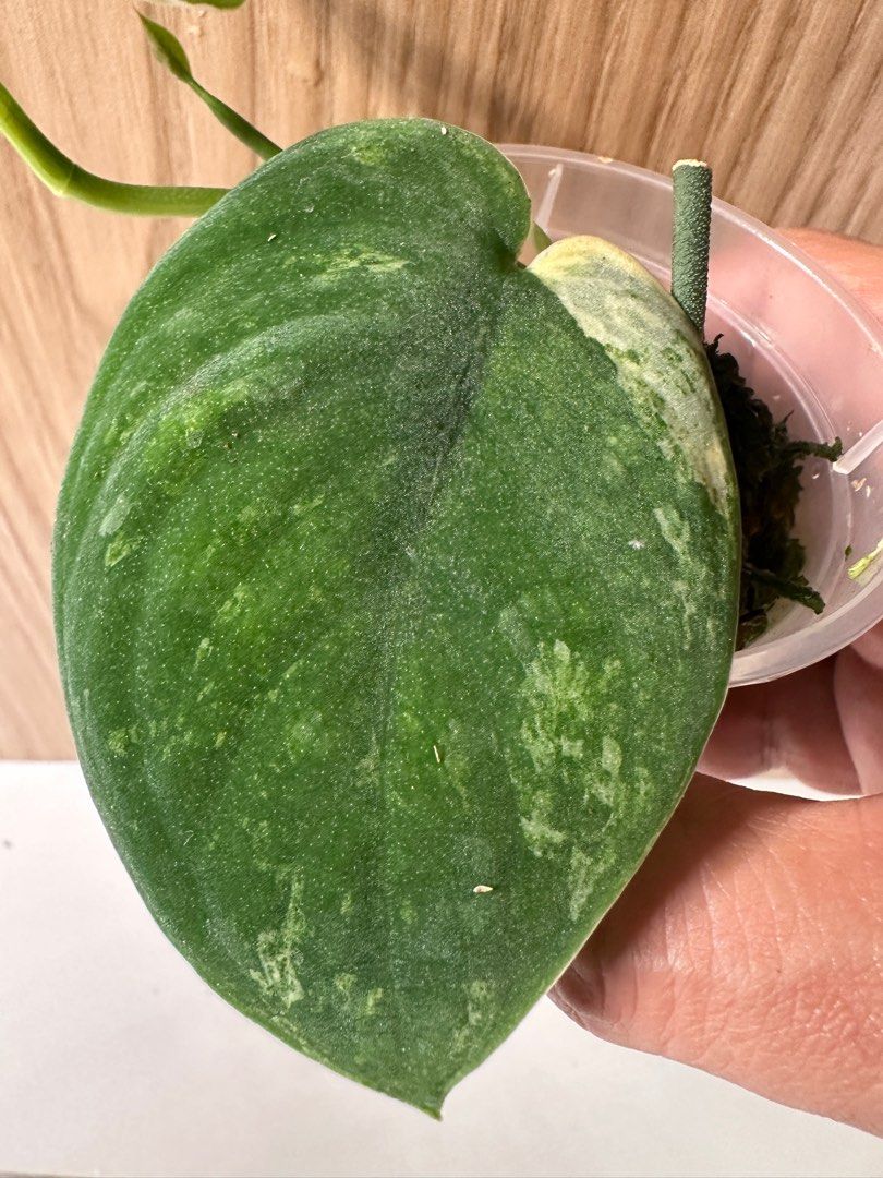 Scindapsus mangurai variegated with new shoot, Furniture & Home Living ...