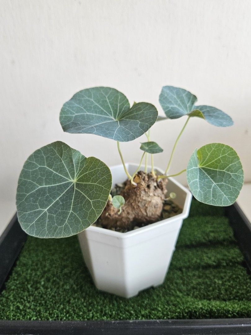 Stephania Nova, Furniture & Home Living, Gardening, Plants & Seeds on ...