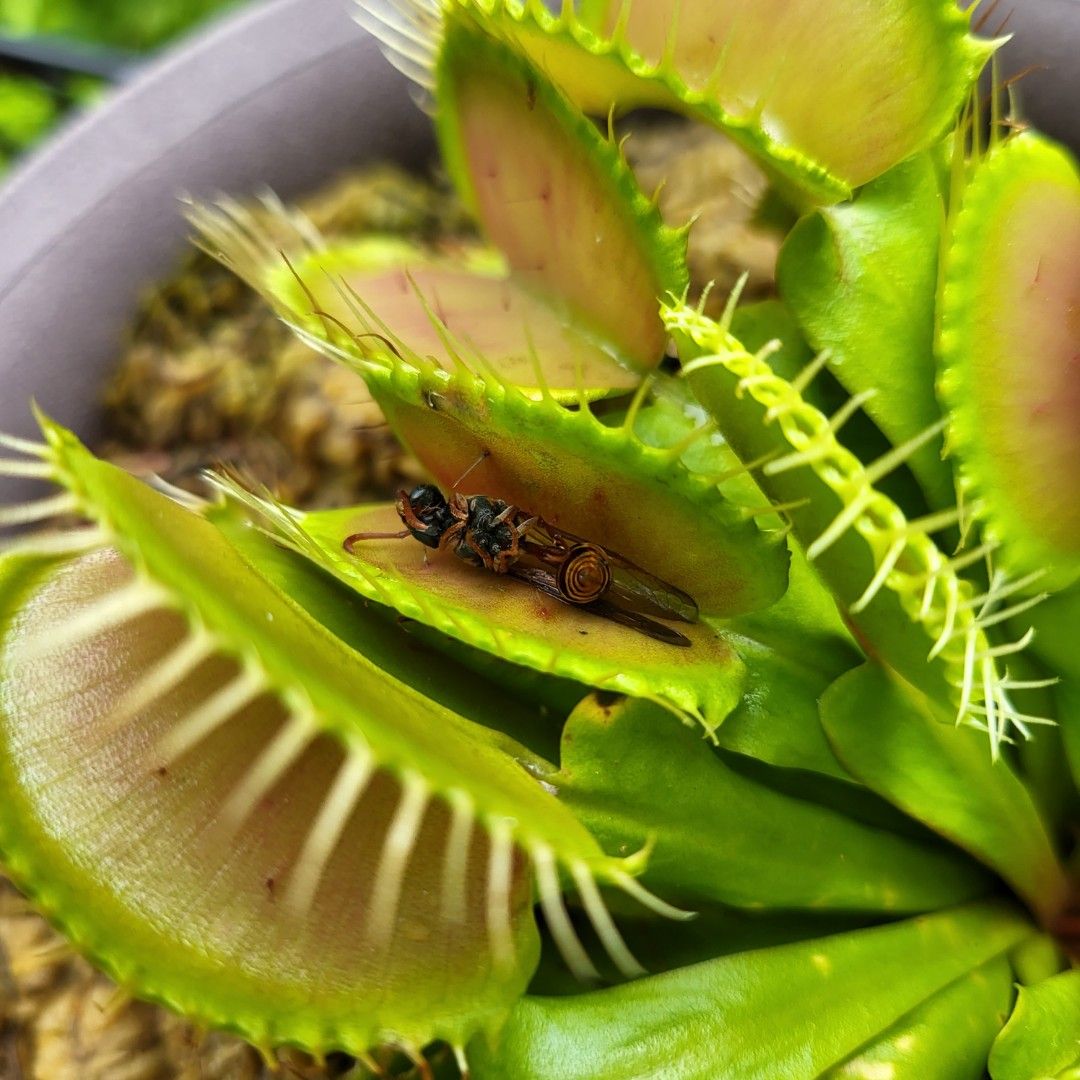 Venus Fly Trap B52, Furniture & Home Living, Gardening, Plants & Seeds ...