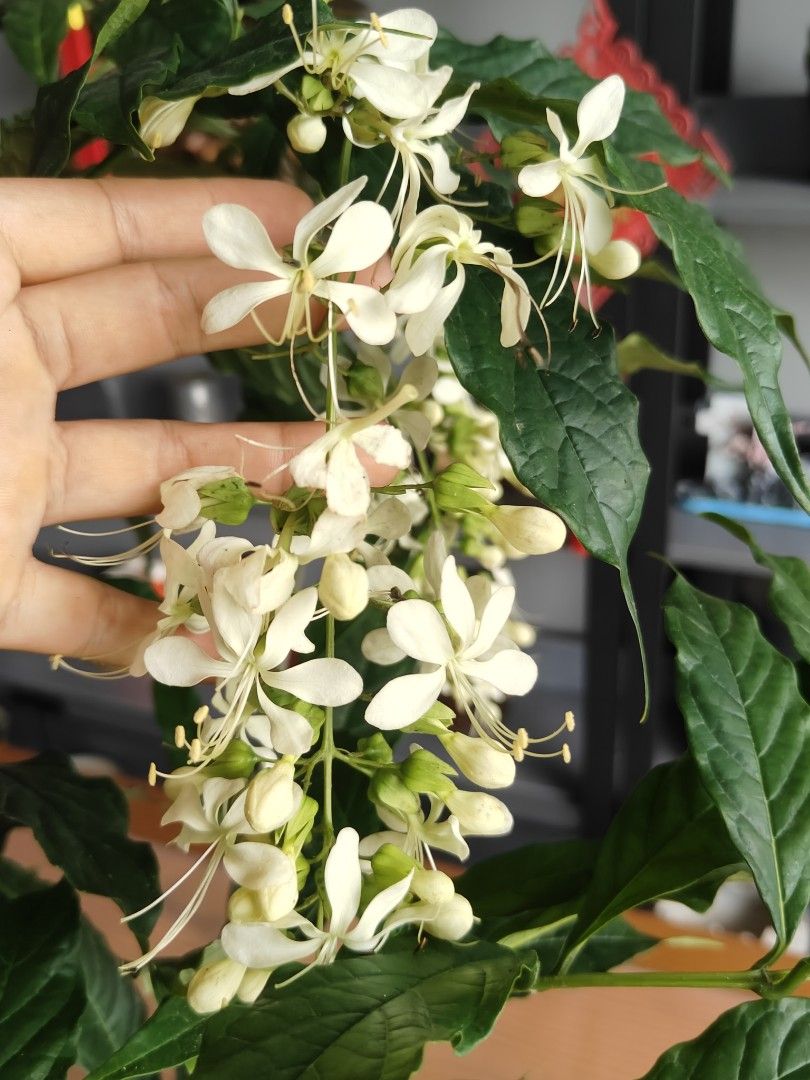 Clerodendrum laevifolium (Clerodendrum wallichii, Furniture & Home ...