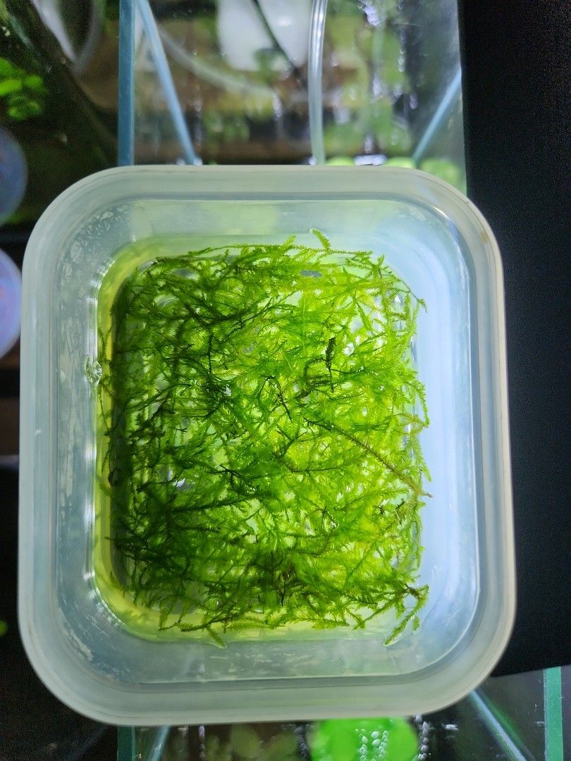 Java Moss for aquariums, Pet Supplies, Homes & Other Pet Accessories on ...