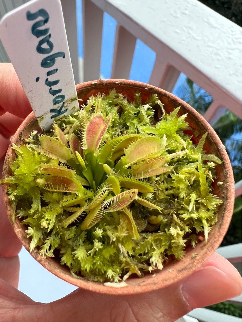 Korrigans - Venus Flytrap Carnivorous Plant, Furniture & Home Living ...