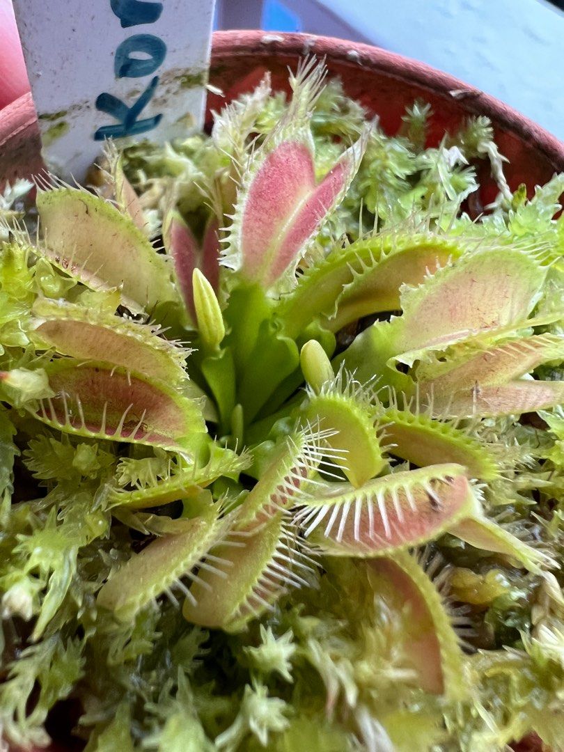 Korrigans - Venus Flytrap Carnivorous Plant, Furniture & Home Living ...