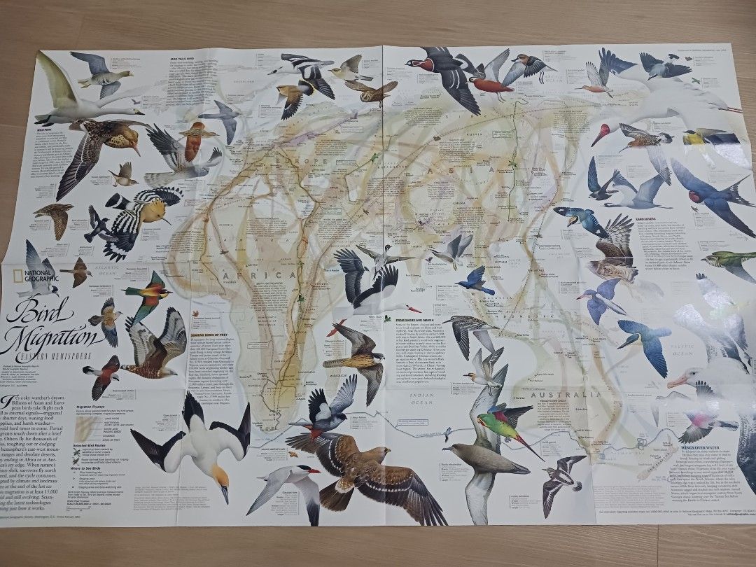 National Geographic Bird Migration map, Hobbies & Toys, Memorabilia ...