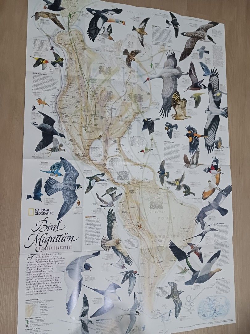National Geographic Bird Migration map, Hobbies & Toys, Memorabilia ...