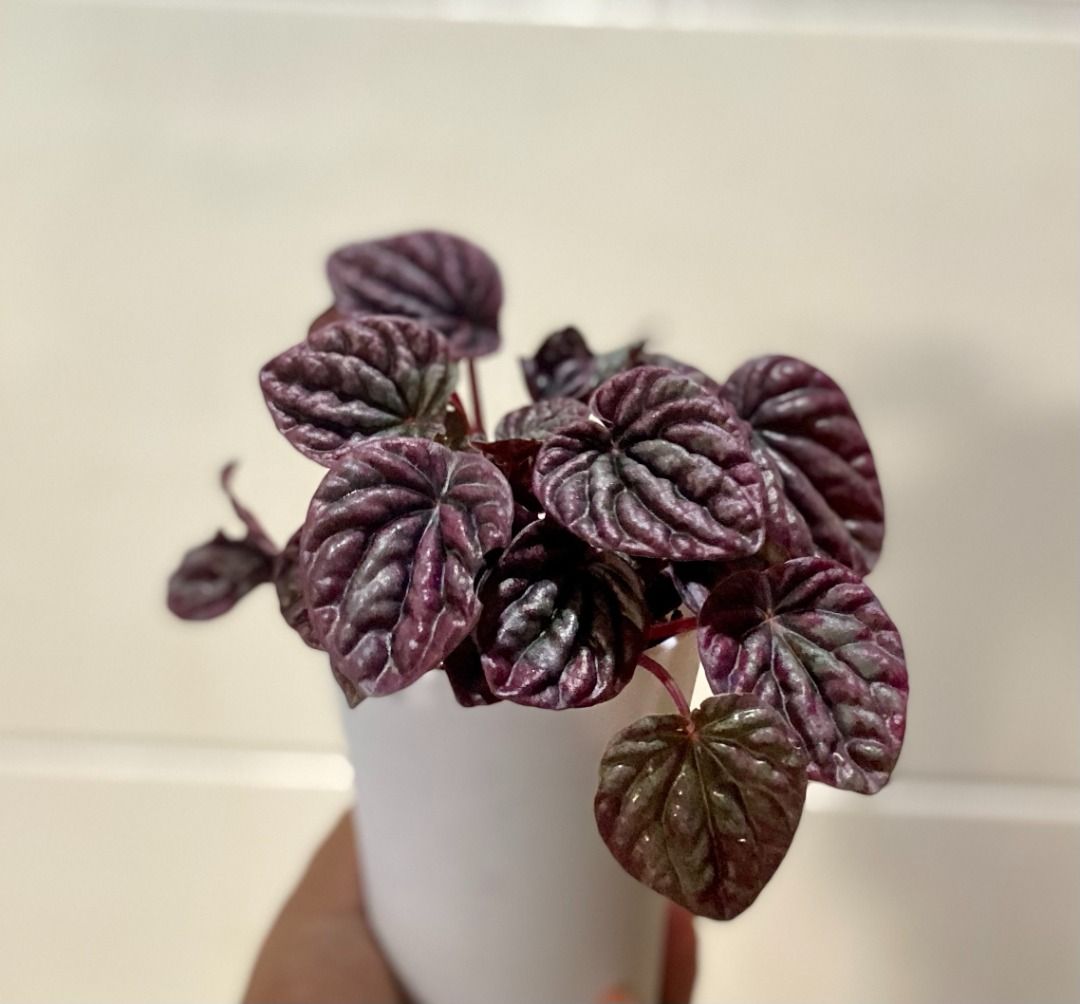 Peperomia Caperata 'Red Ripple', Furniture & Home Living, Gardening ...
