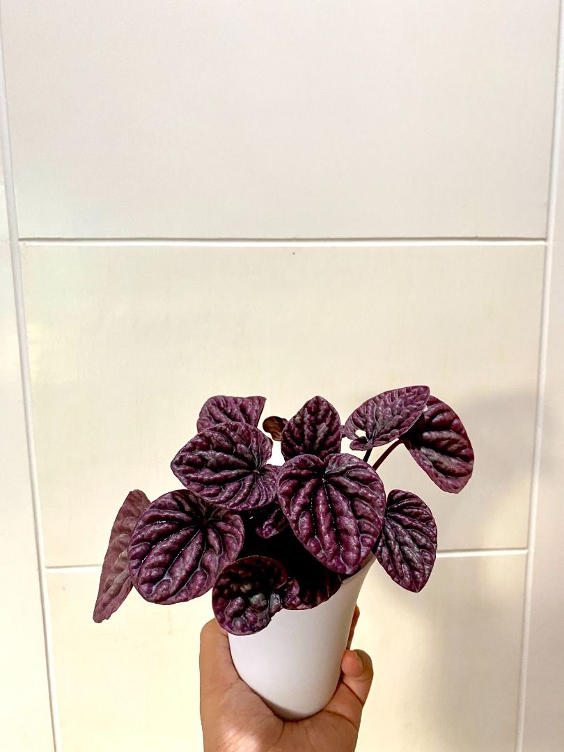 Peperomia Caperata 'Red Ripple', Furniture & Home Living, Gardening ...