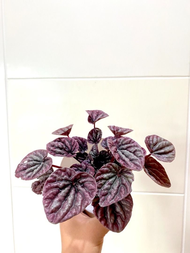 Peperomia Caperata 'Red Ripple', Furniture & Home Living, Gardening ...