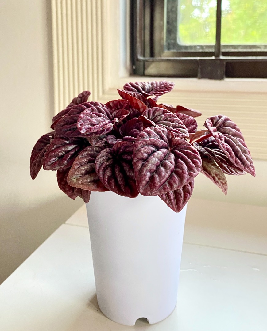 Peperomia Caperata 'Red Ripple', Furniture & Home Living, Gardening ...