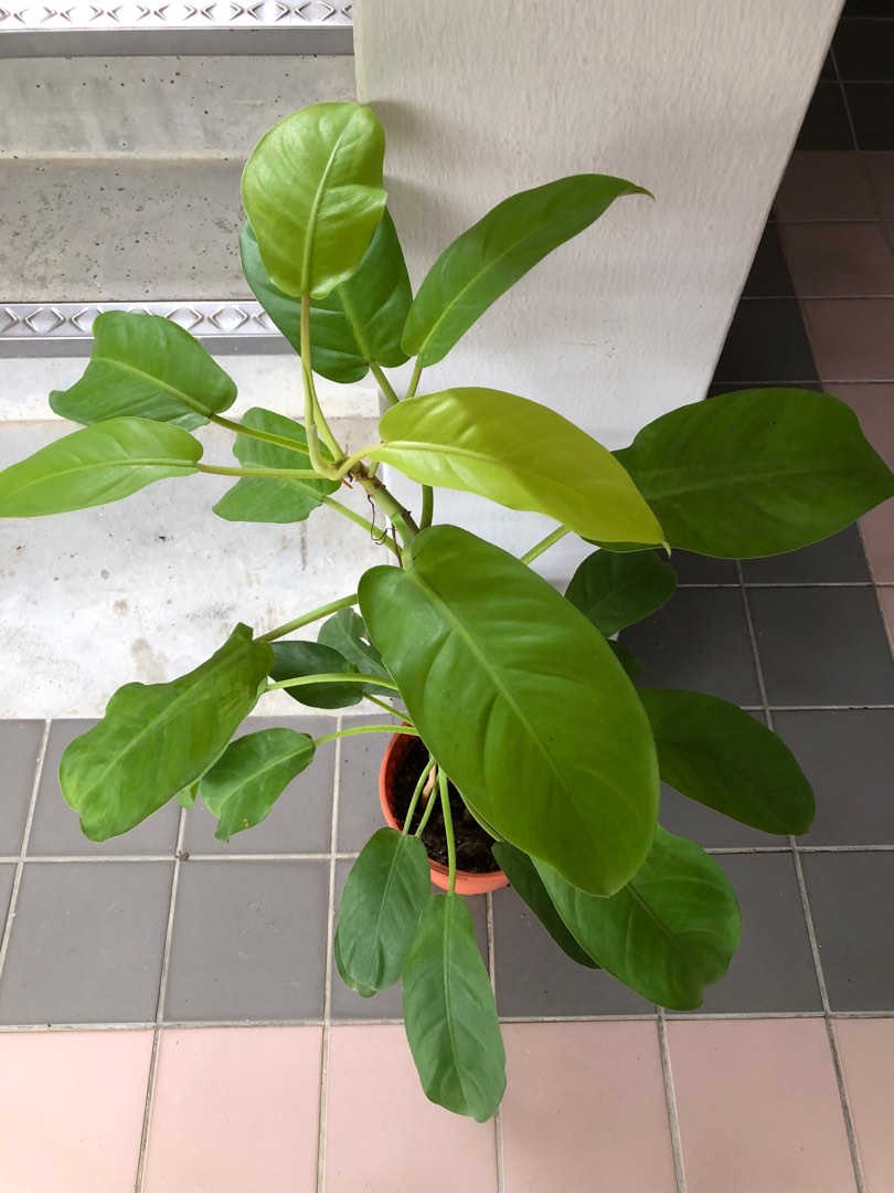 Philodendron Gold Erubescens, Furniture & Home Living, Gardening ...