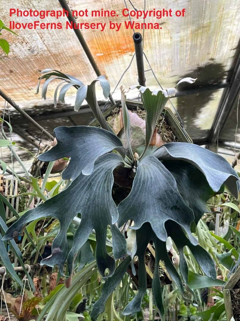 Platycerium cv "Moby Dick" sporeling, from I Love Ferns (ILF ...