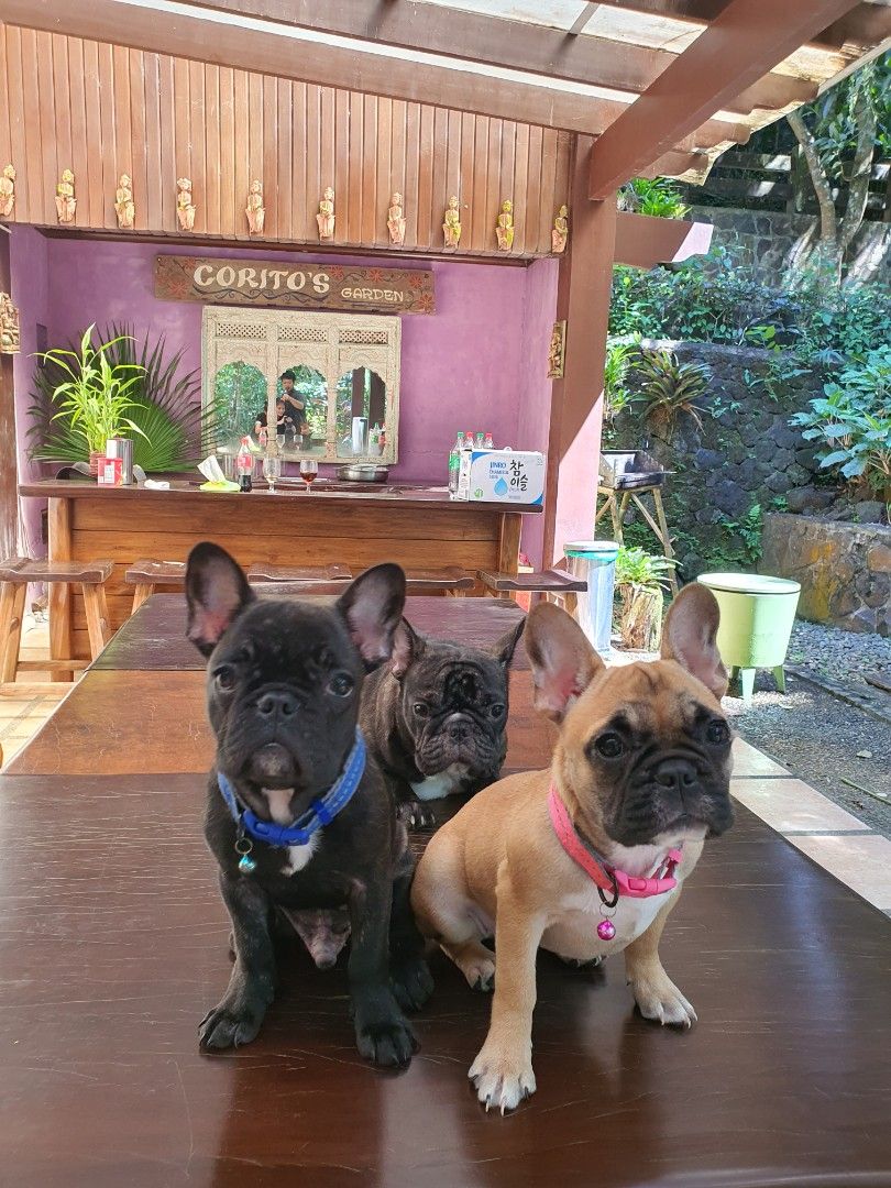 REMEND Corneal Repair Gel, Pet Supplies, Health & Grooming on Carousell