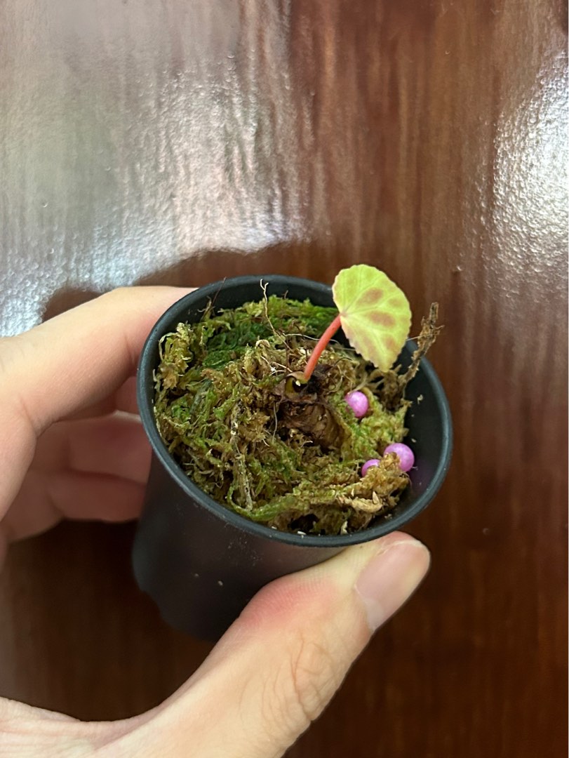 Begonia sp. Trang, Furniture & Home Living, Gardening, Plants & Seeds ...