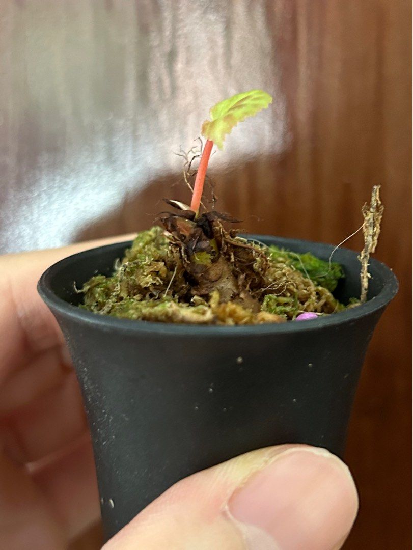 Begonia sp. Trang, Furniture & Home Living, Gardening, Plants & Seeds ...