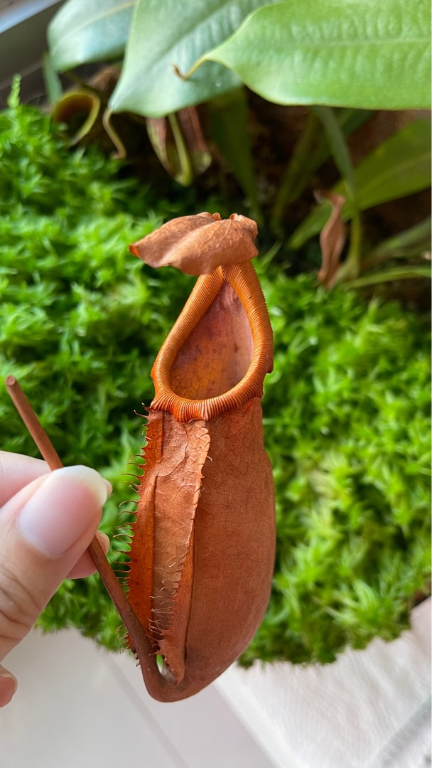 Dried Nepenthes pitcher, Furniture & Home Living, Home Decor ...