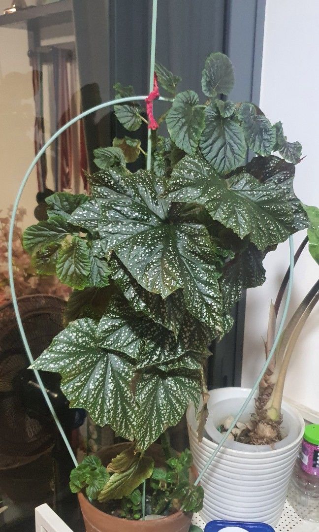 1 m Huge Begonia Dancing Girl / Bat Wing and U402, Furniture & Home ...