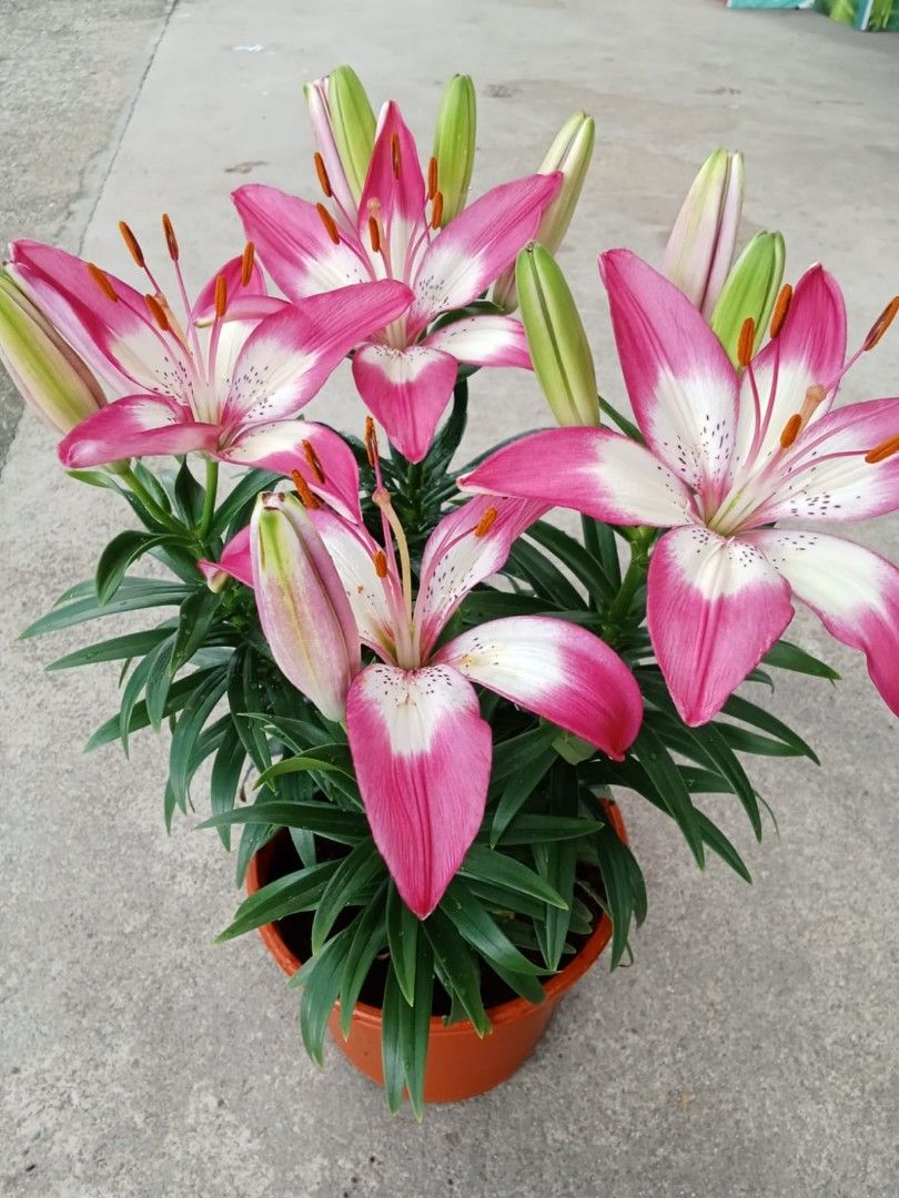 Lily plant, Furniture & Home Living, Gardening, Plants & Seeds on Carousell