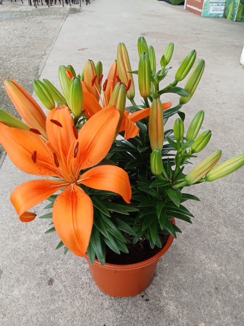 Lily plant, Furniture & Home Living, Gardening, Plants & Seeds on Carousell