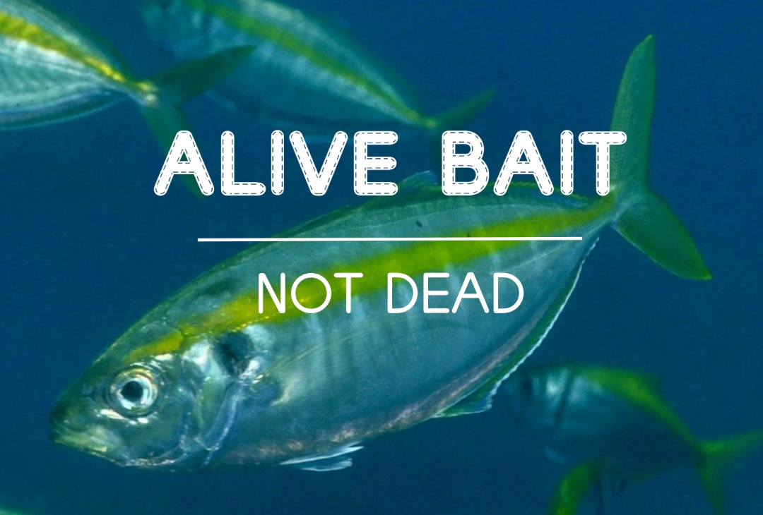 Live fish bait, kunning, selar, fishing bait, live prawn/sotong/tamban ...