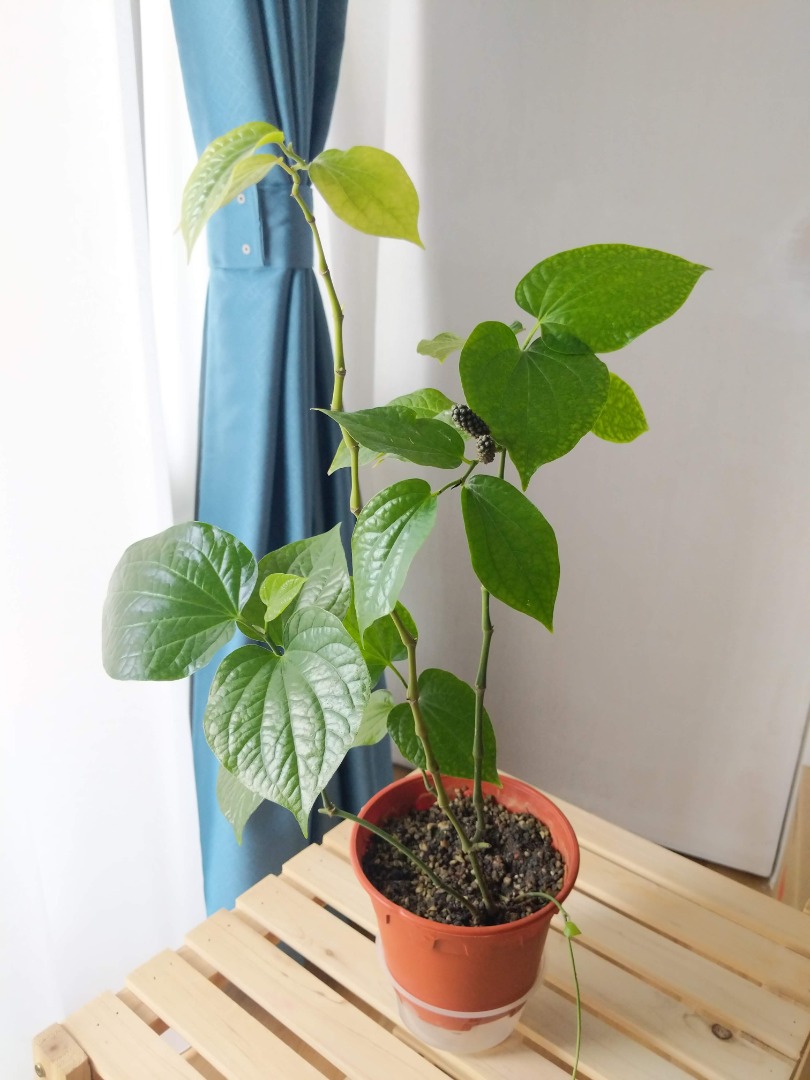 [CLEARANCE] Edible plant - daun kaduk, Furniture & Home Living ...
