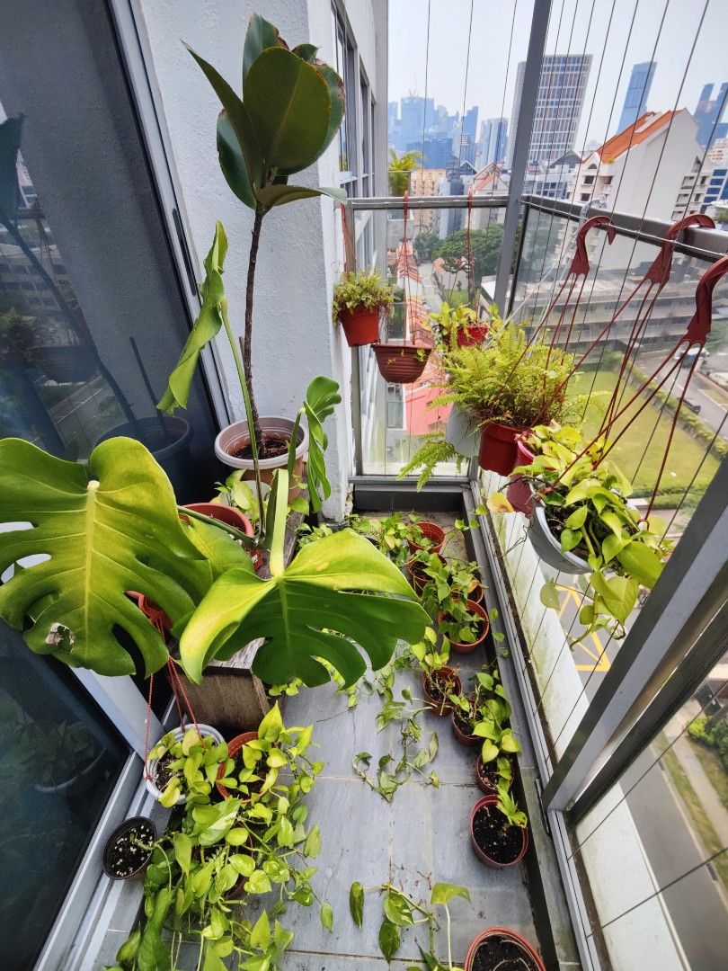 Monstera, Rubber plant & Pothos/Money plants, Furniture & Home Living ...