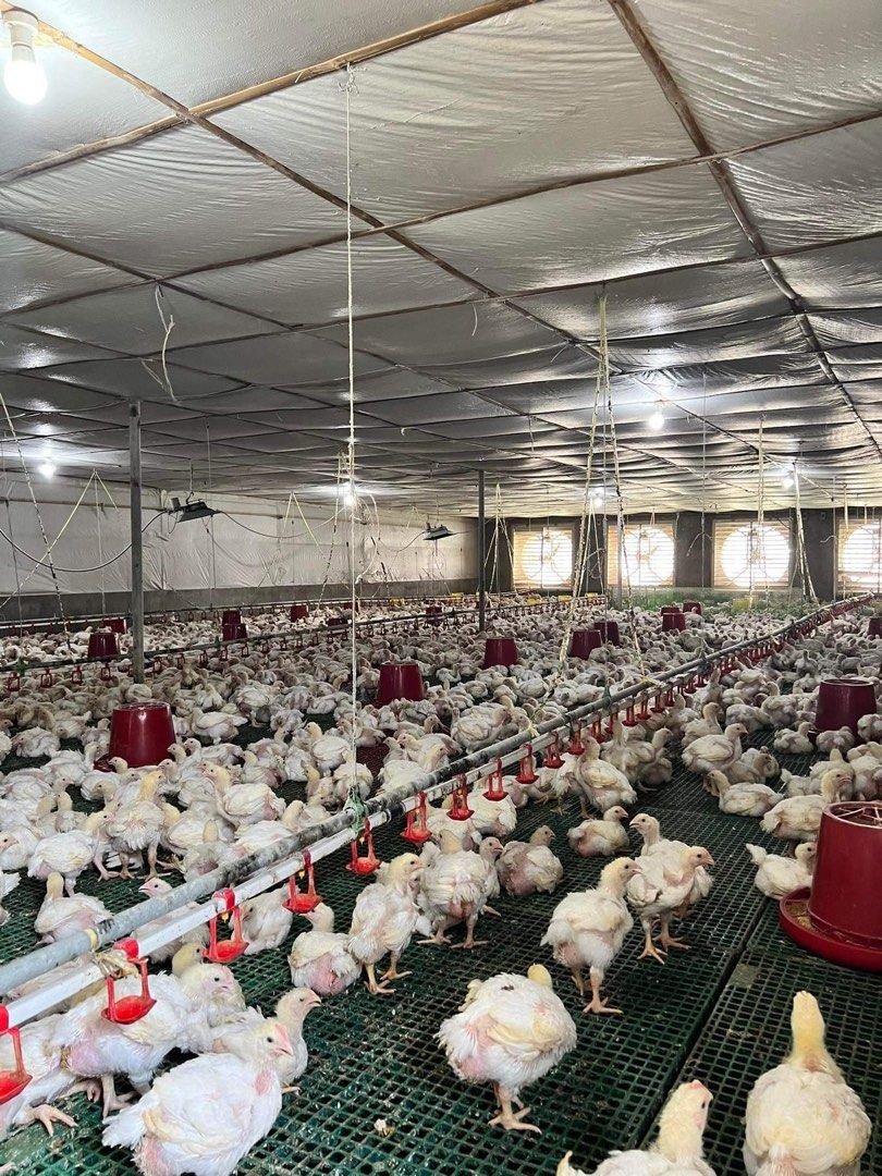 POULTRY FARM IN BATANGAS, Property, For Sale, Lot on Carousell