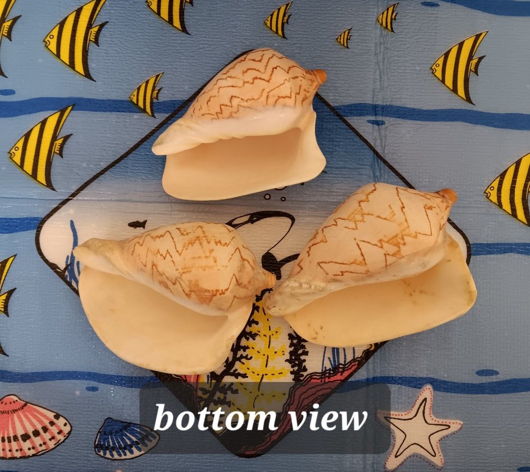 Bundle Big Seashells (3 + 1 foc), Furniture & Home Living, Home Decor ...