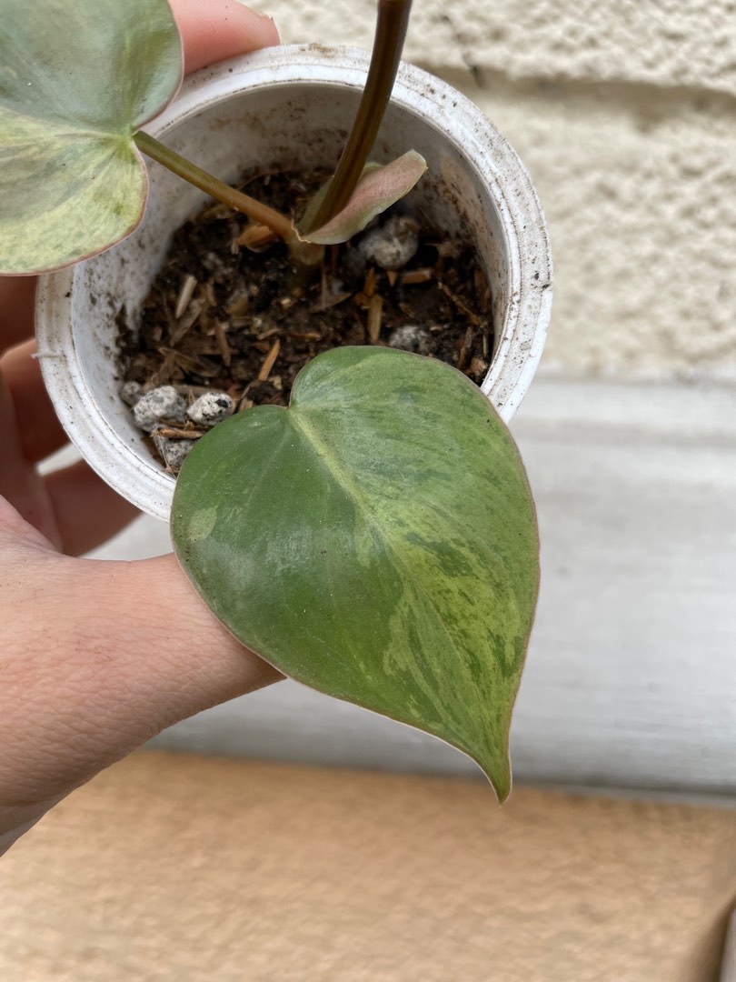 Variegated Heart Leaf Philodendron Plant Top Cut Propagation Sale ...