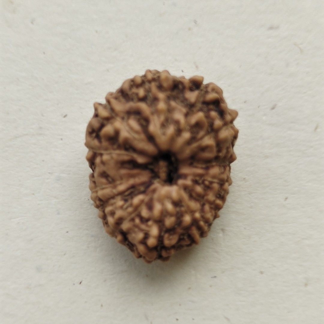13 Face Rudraksha - 19 to 20mm, Hobbies & Toys, Memorabilia ...