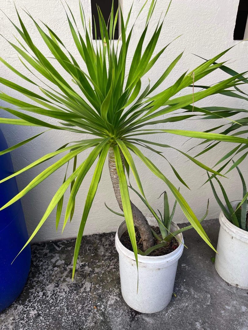 Aloe Vera and Yucca, Furniture & Home Living, Gardening, Plants & Seeds ...