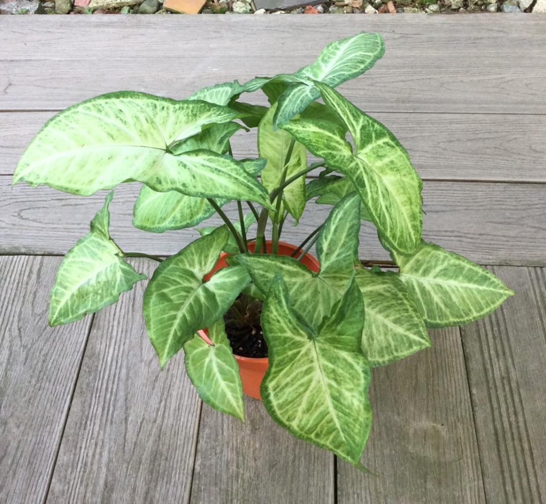 Arrowhead (Syngonium podophyllum) - Indoor Plant, Furniture & Home ...