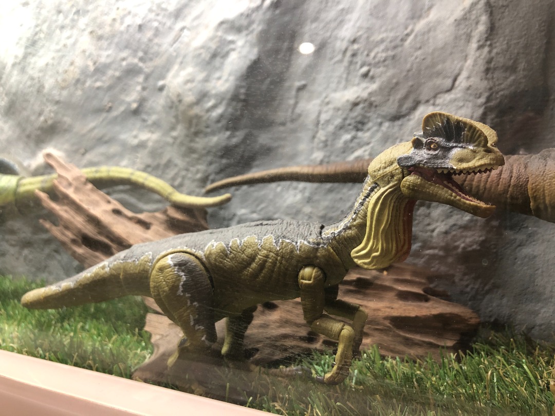 Hasbro Amber Collection Jurassic Park Dilophosaurus, Hobbies & Toys ...