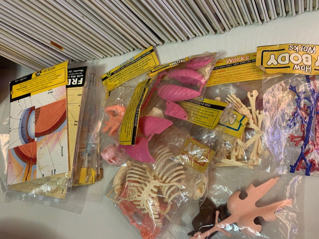 How My Body Works + anatomy set FULL COLLECTION, Hobbies & Toys, Books ...