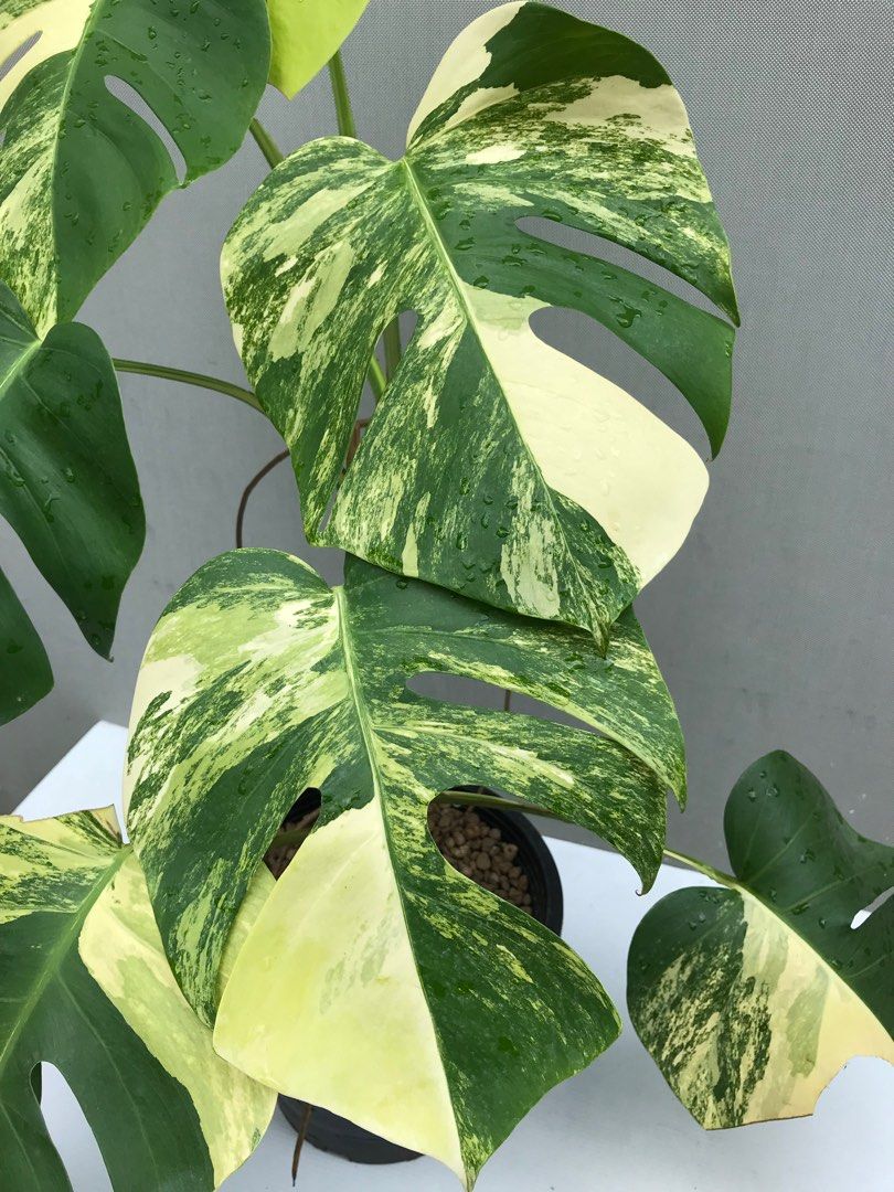 Monstera Borsi aurea, Furniture & Home Living, Gardening, Plants ...