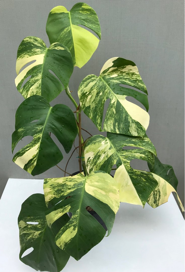 Monstera Borsi aurea, Furniture & Home Living, Gardening, Plants ...