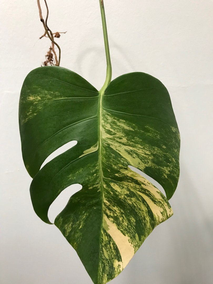 Monstera borsi aurea, Furniture & Home Living, Gardening, Plants ...