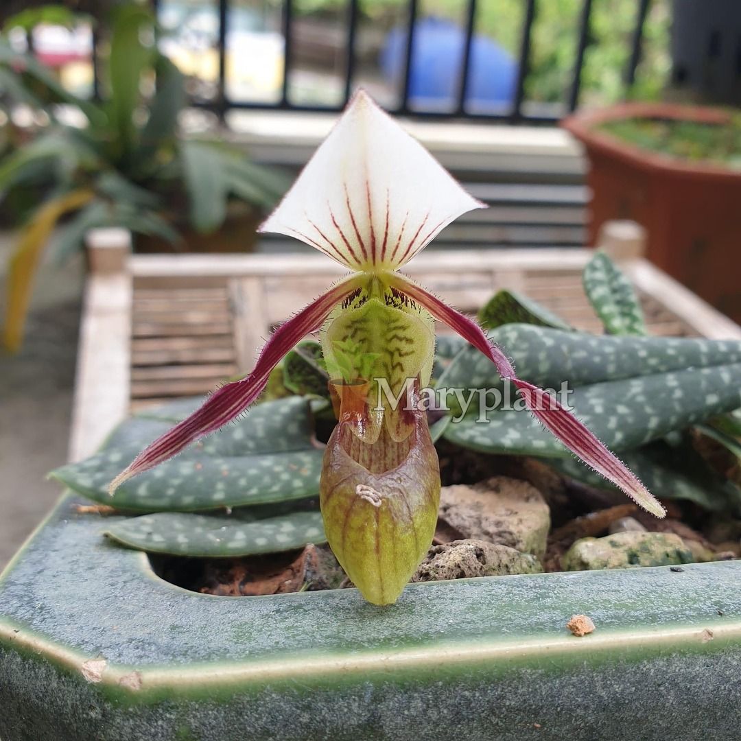 Paphiopedilum Canhii orchid plant, Furniture & Home Living, Gardening ...