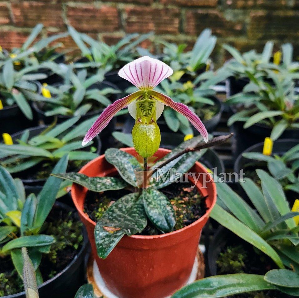 Paphiopedilum Canhii orchid plant, Furniture & Home Living, Gardening ...