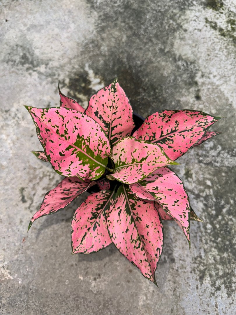 Aglaonema Pink Kumkoon, Furniture & Home Living, Gardening, Plants ...