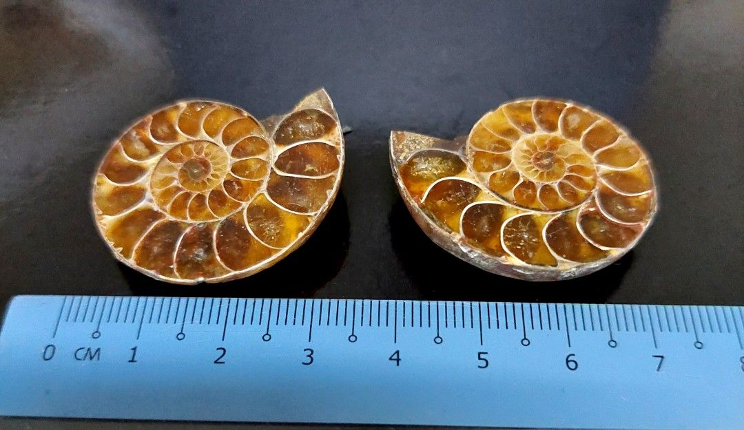 Ammonite fosil (batu fosil siput semulajadi) one pair, Hobbies & Toys ...