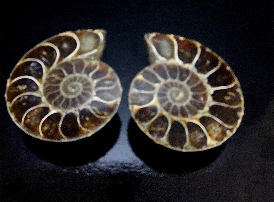 Premium Ammonite fossil (batu fosil siput semulajadi) one pair with ...