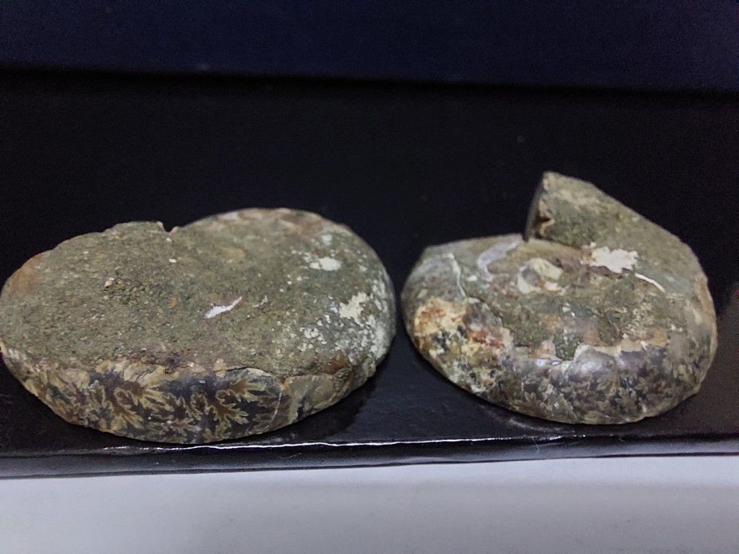 Premium Ammonite fossil (batu fosil siput semulajadi) one pair with ...