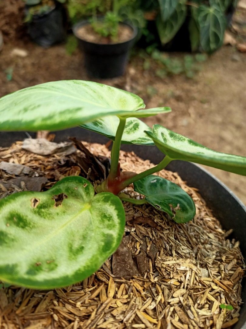 Anthurium Silver Chrome, Furniture & Home Living, Gardening, Plants ...