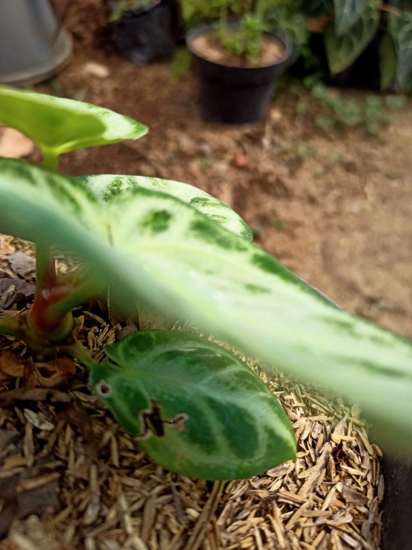 Anthurium Silver Chrome, Furniture & Home Living, Gardening, Plants ...